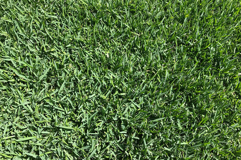 St. Augustine Grass Sod – Shreveport Sod – Sod Delivery In Shreveport ...